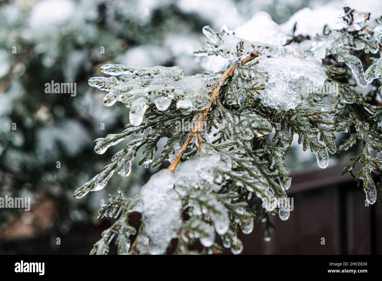 Freezing Rain, Icing Hazards. Frozen tree branch in winter city. Icy ...