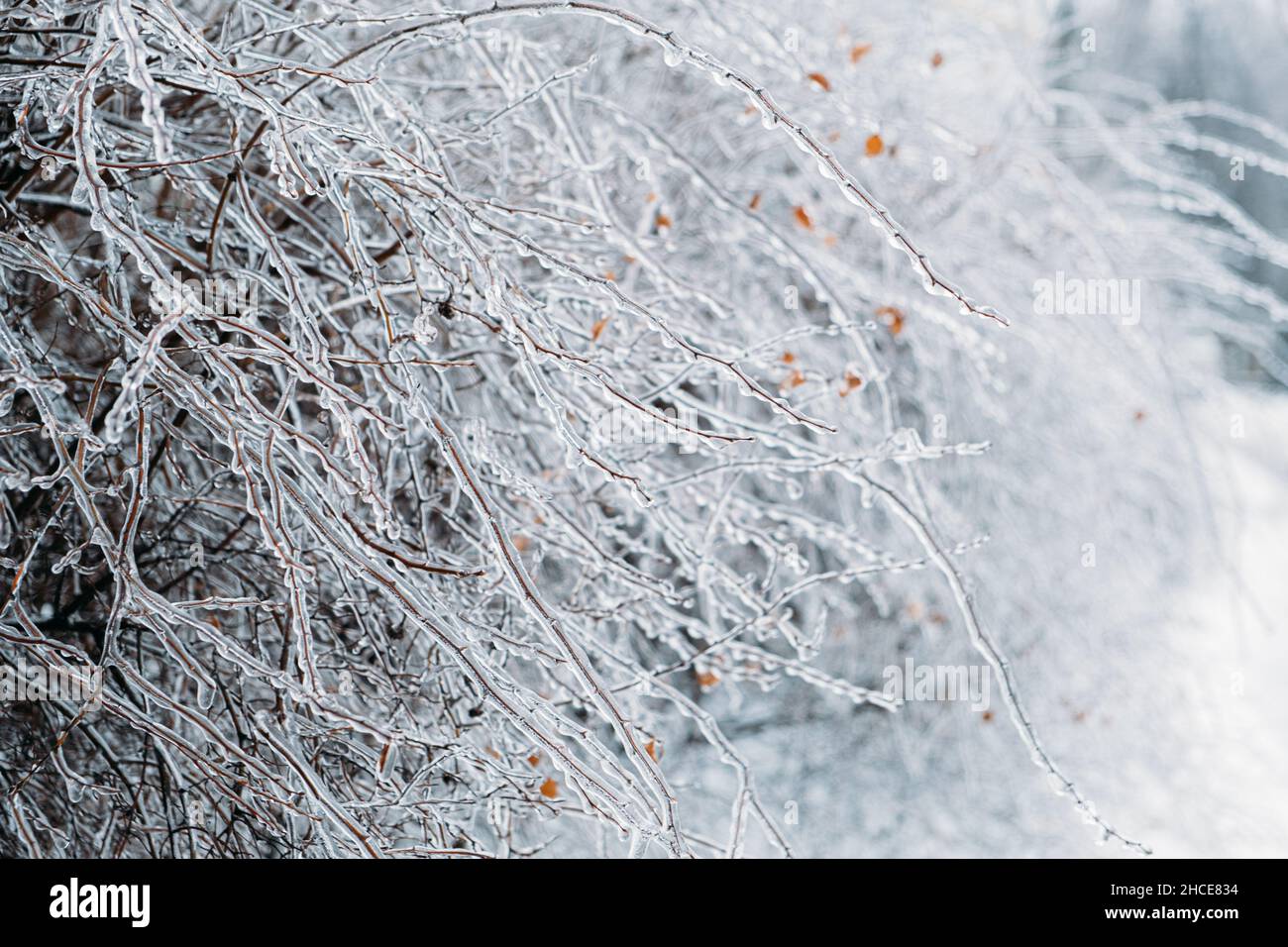 Freezing Rain, Icing Hazards. Frozen tree branch in winter city. Icy ...