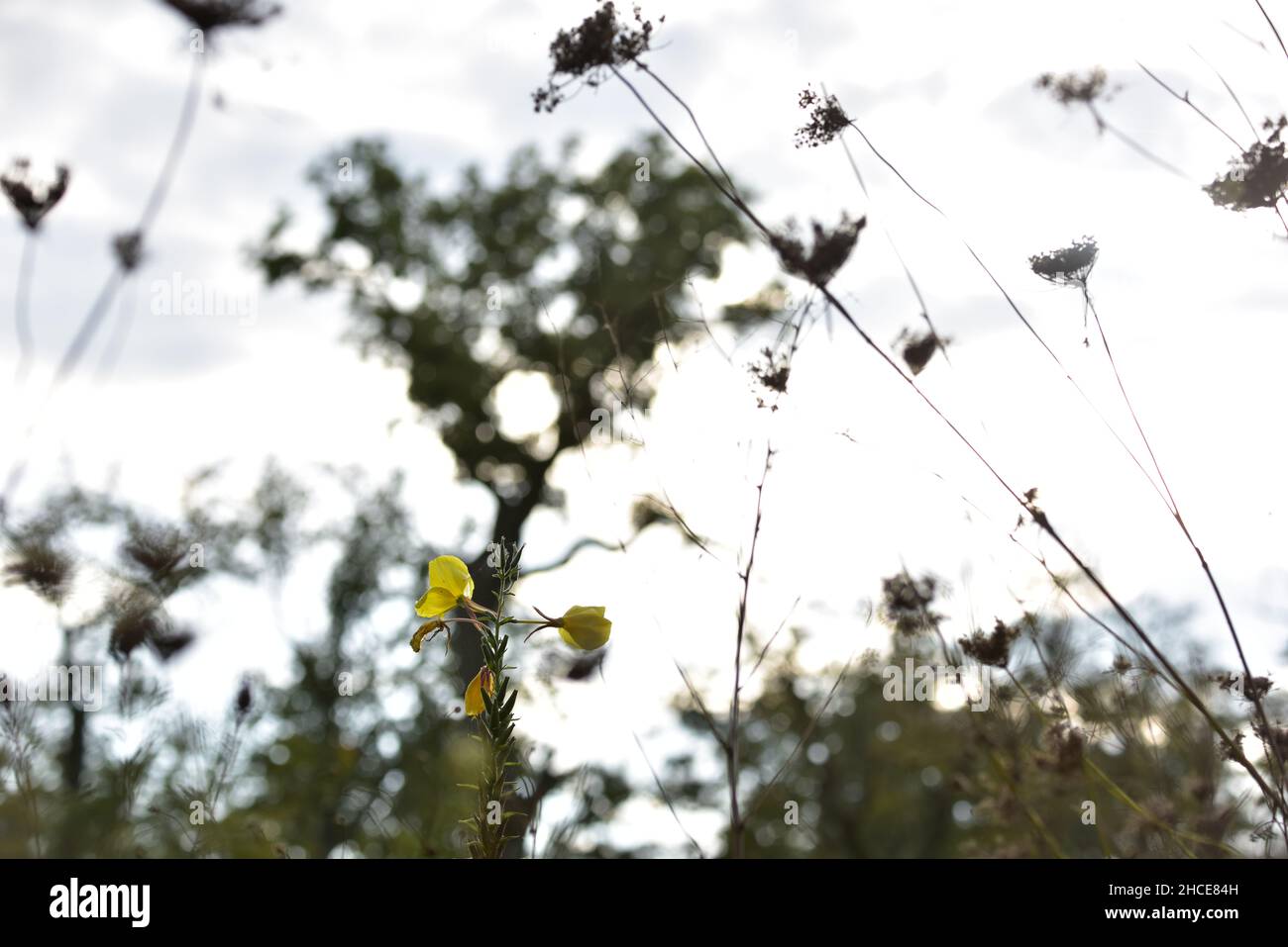 Autumn in Deister, Germany Stock Photo - Alamy