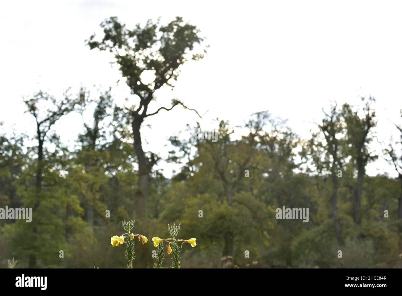 Autumn in Deister, Germany Stock Photo - Alamy