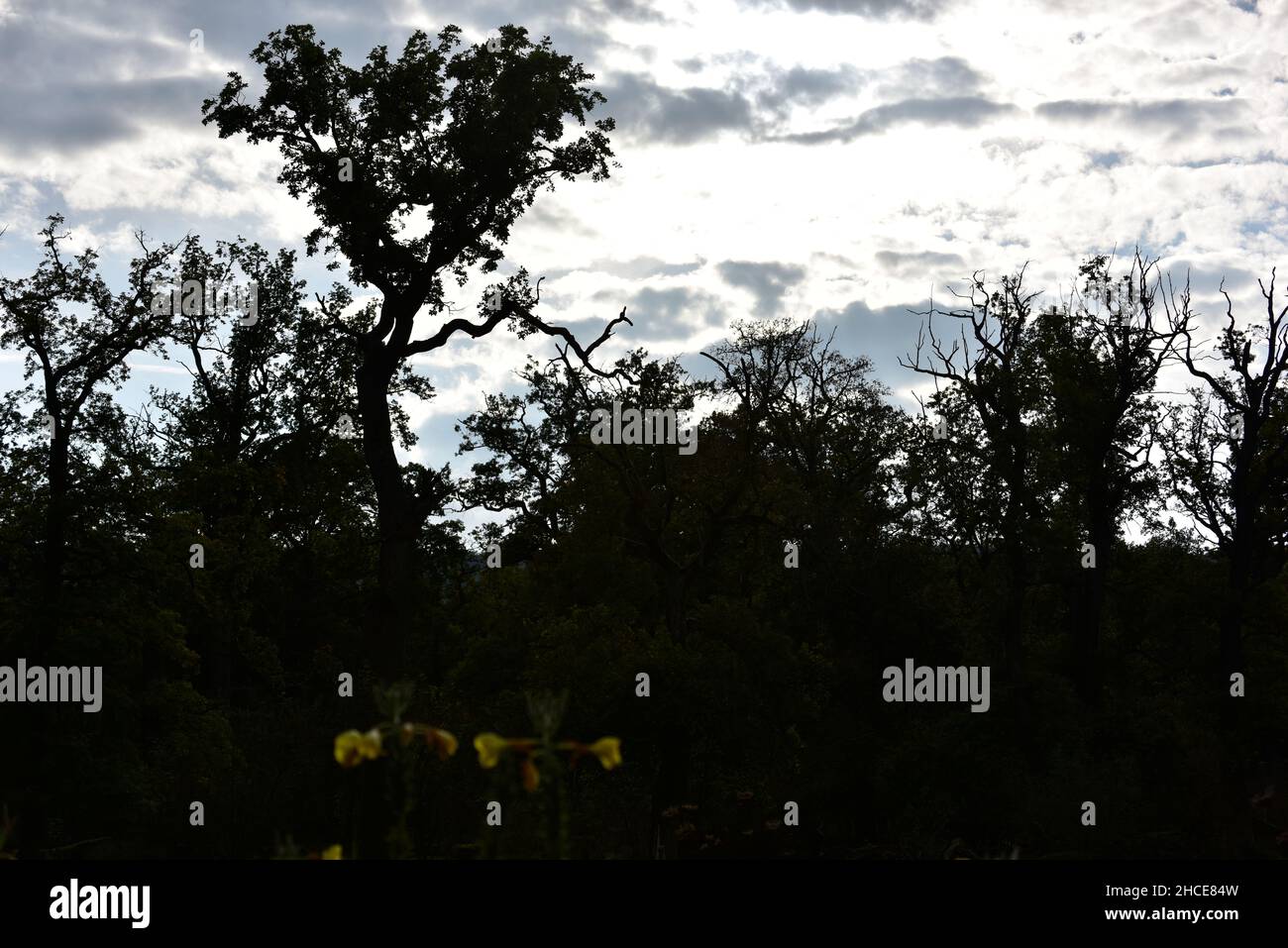 Autumn in Deister, Germany Stock Photo - Alamy