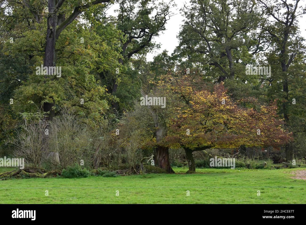 Autumn in Deister, Germany Stock Photo - Alamy