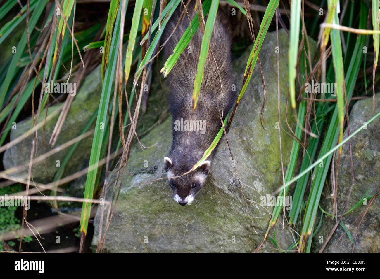 Iltisse.Mustela putorius.European polecat Stock Photo - Alamy