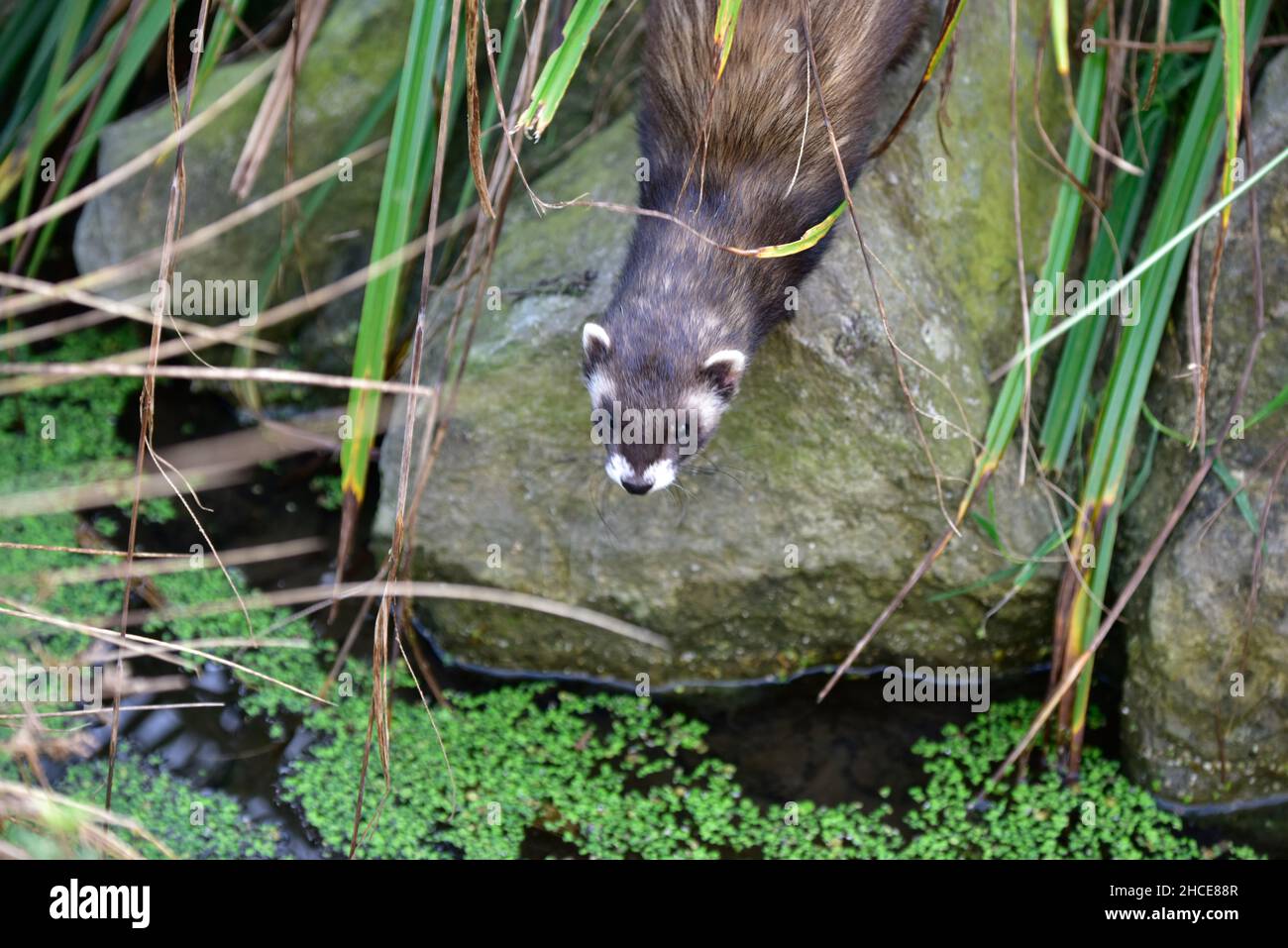 Iltisse.Mustela putorius.European polecat Stock Photo - Alamy