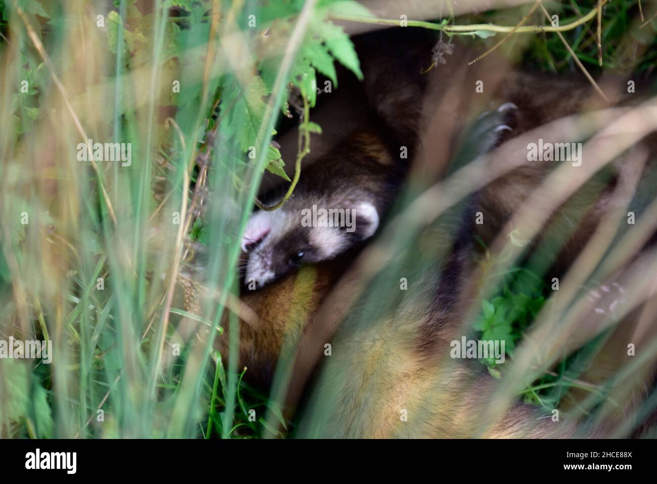 Iltisse.Mustela putorius.European polecat Stock Photo - Alamy