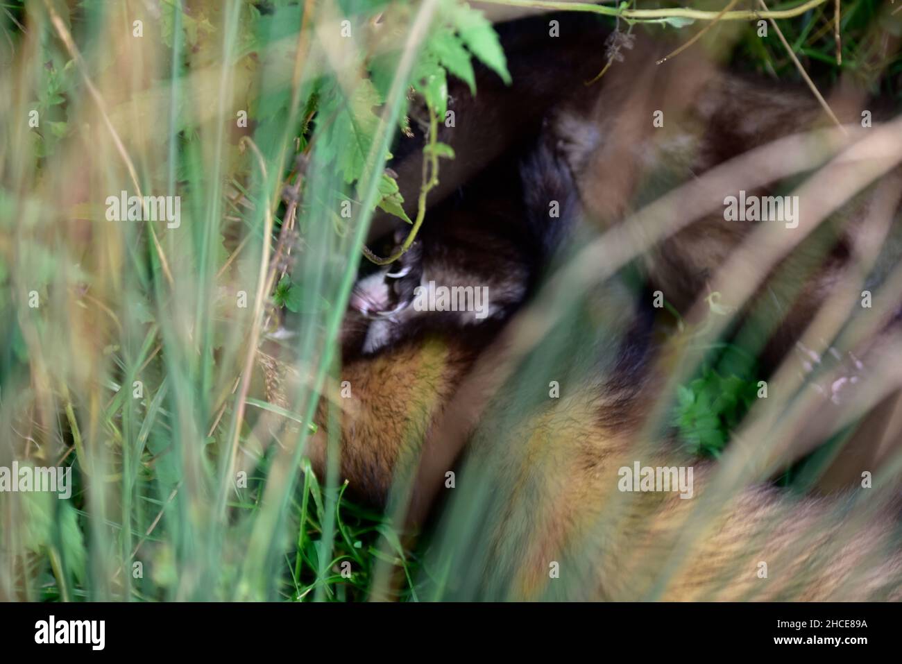Iltisse.Mustela putorius.European polecat Stock Photo - Alamy