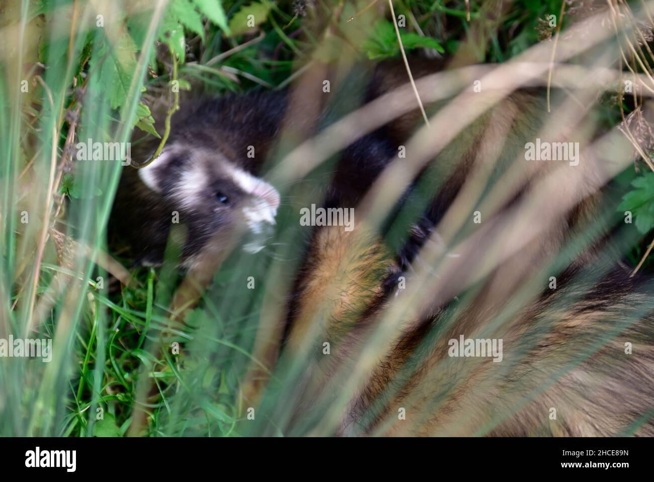 Iltisse.Mustela putorius.European polecat Stock Photo - Alamy