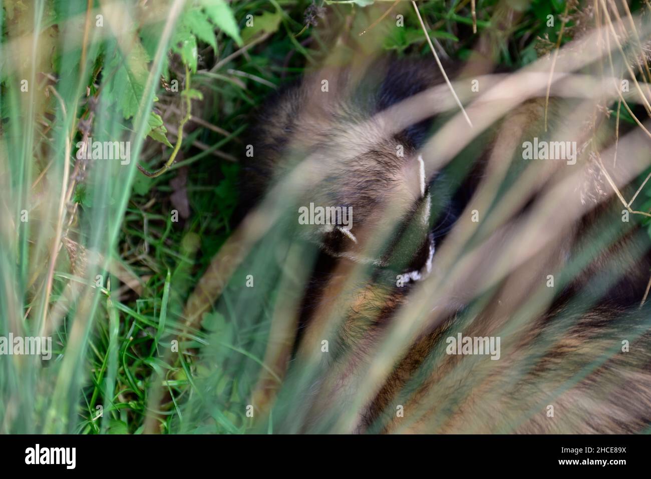 Iltisse.Mustela putorius.European polecat Stock Photo - Alamy