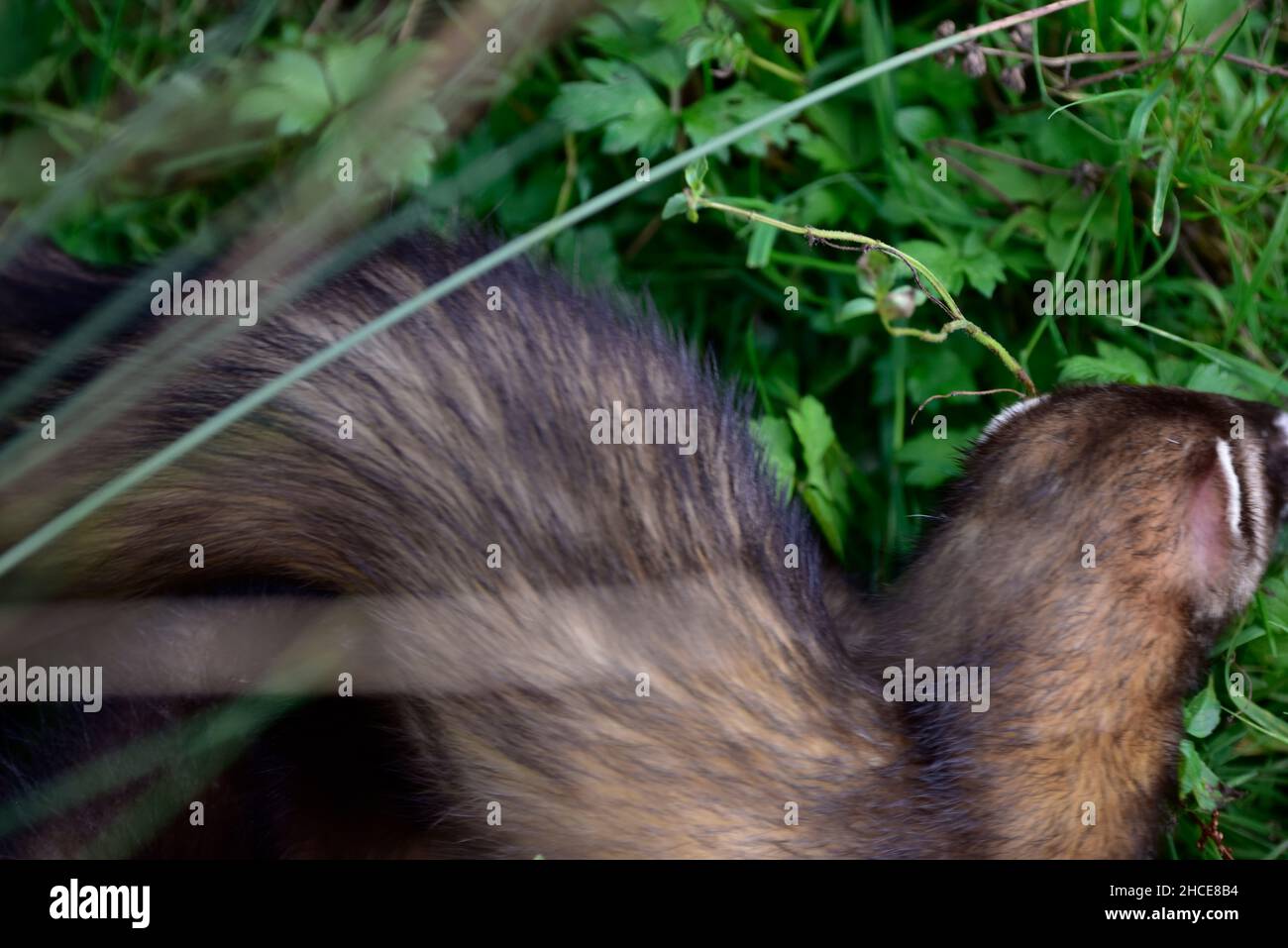 Iltisse.Mustela putorius.European polecat Stock Photo - Alamy