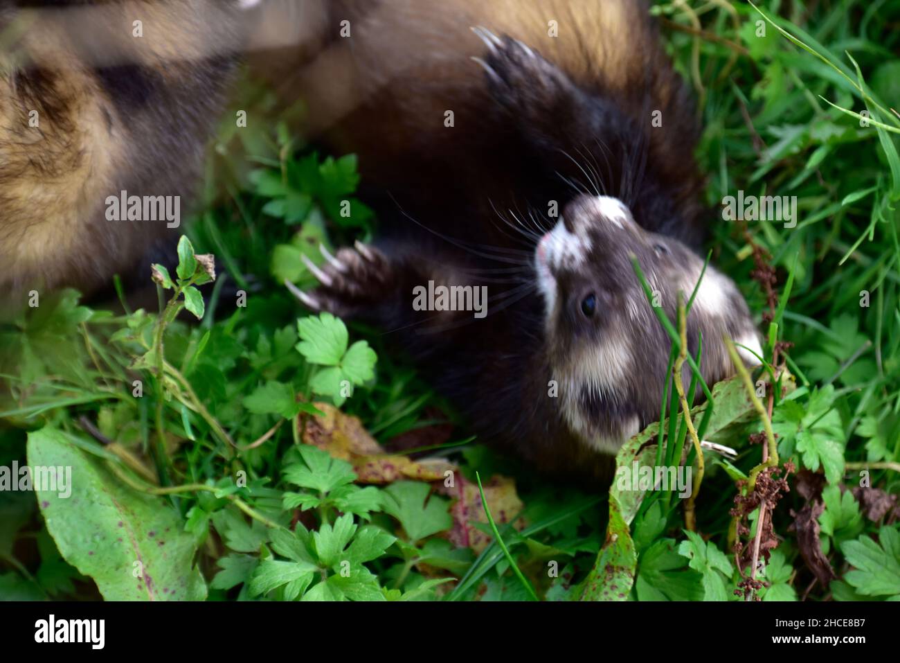 Iltisse.Mustela putorius.European polecat Stock Photo - Alamy