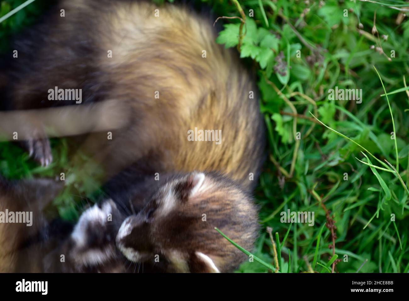 Iltisse.Mustela putorius.European polecat Stock Photo - Alamy
