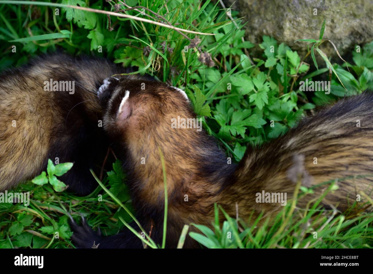 Iltisse.Mustela putorius.European polecat Stock Photo - Alamy
