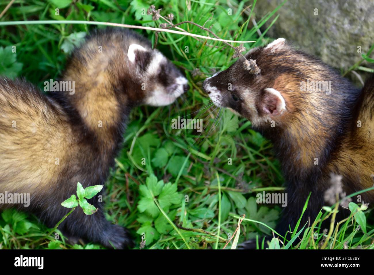 Iltisse.Mustela putorius.European polecat Stock Photo - Alamy