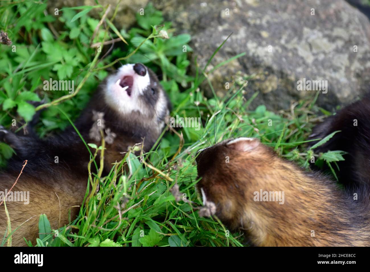 Iltisse.Mustela putorius.European polecat Stock Photo - Alamy