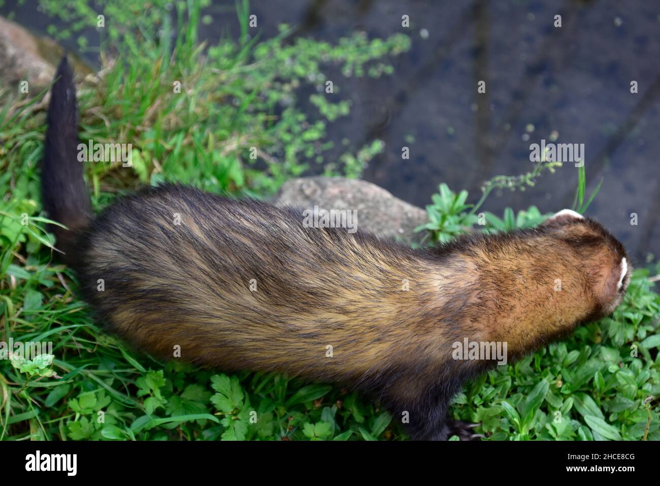 Iltisse.Mustela putorius.European polecat Stock Photo - Alamy