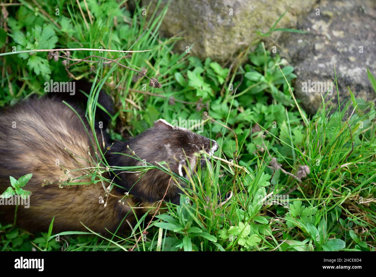 Iltisse.Mustela putorius.European polecat Stock Photo - Alamy