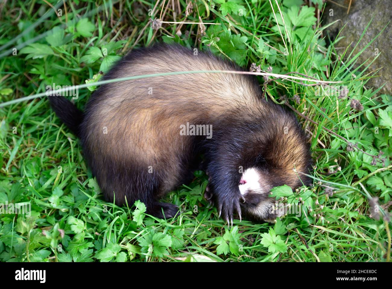 Iltisse.Mustela putorius.European polecat Stock Photo - Alamy