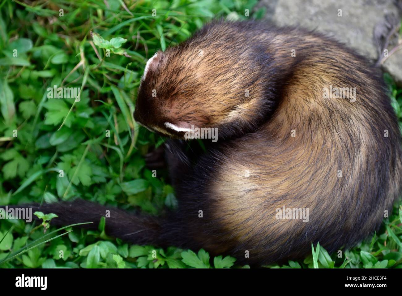 Iltisse.Mustela putorius.European polecat Stock Photo - Alamy
