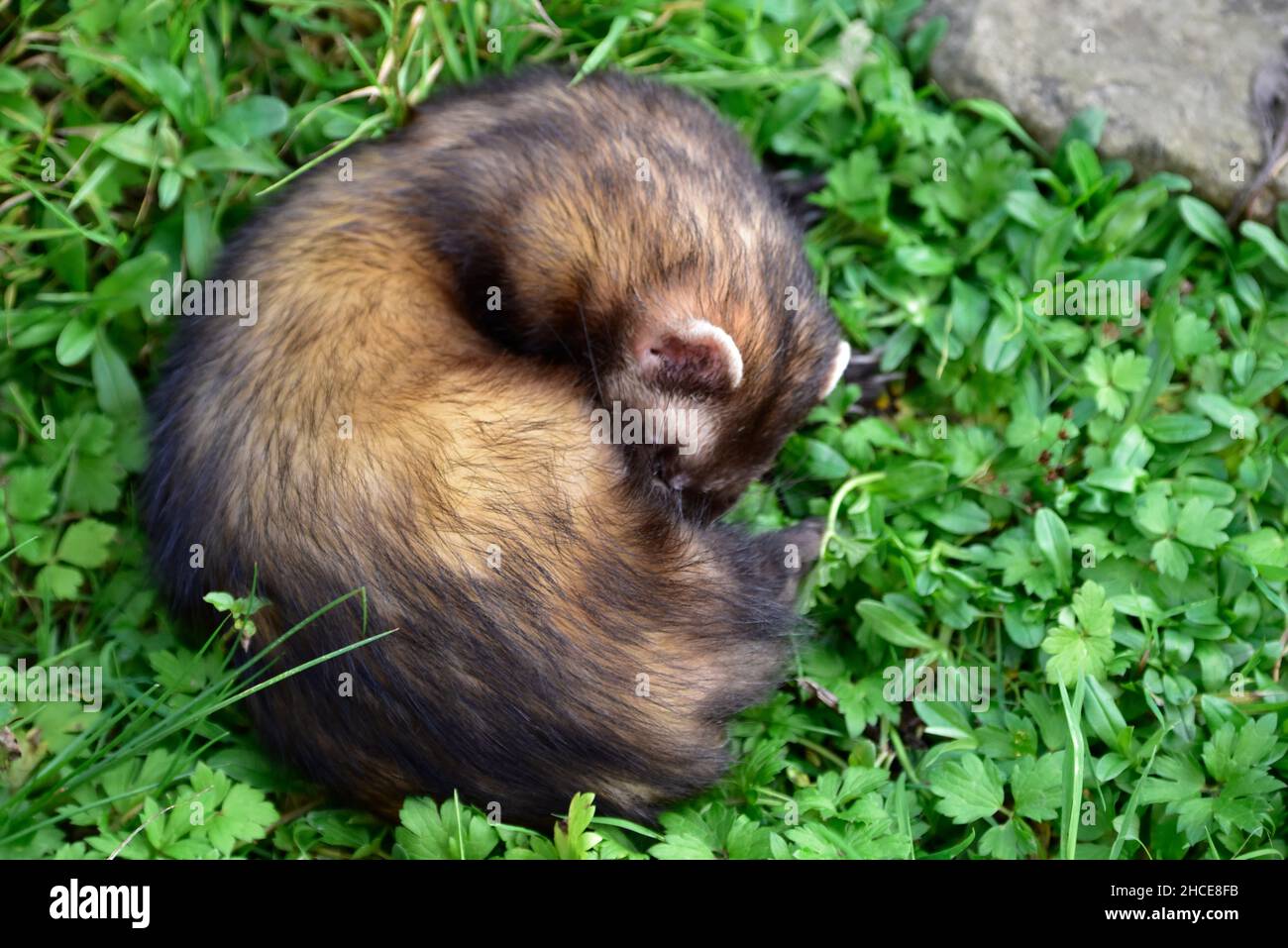 Iltisse.Mustela putorius.European polecat Stock Photo - Alamy