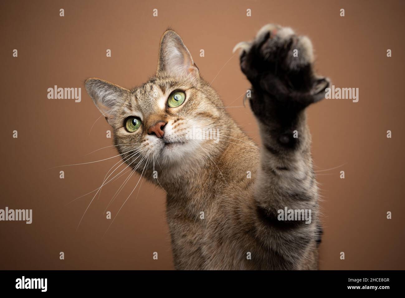 playful light brown tabby cat with green eyes raising paw reaching for ...