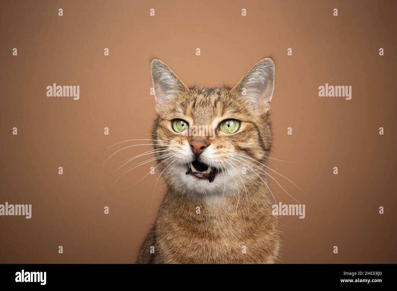 brown tabby cat making angry face with mouth open meowing tone on tone ...