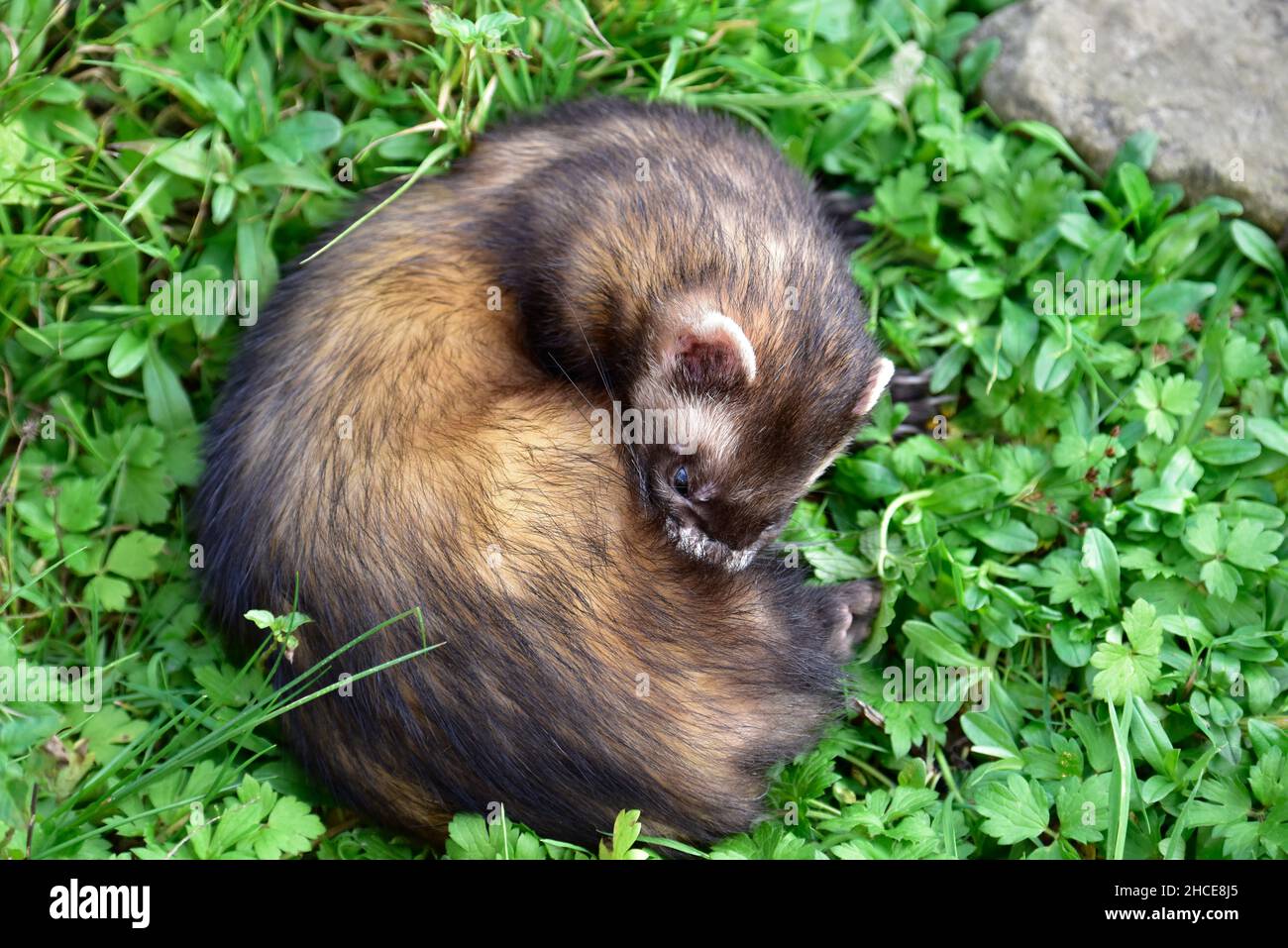 Iltisse.Mustela putorius.European polecat Stock Photo - Alamy