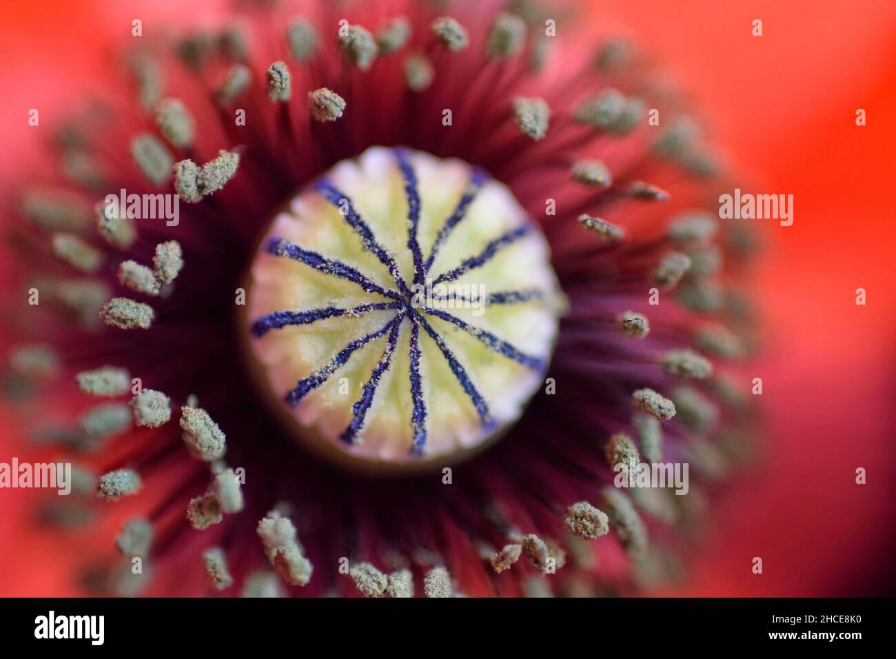 Ladybird garden uk flowers hi-res stock photography and images - Alamy