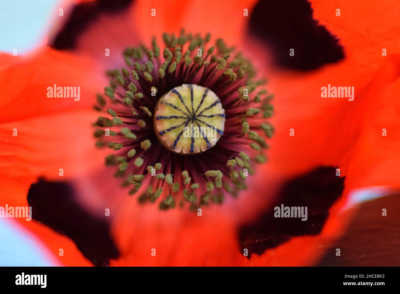 Ladybird design hi-res stock photography and images - Alamy