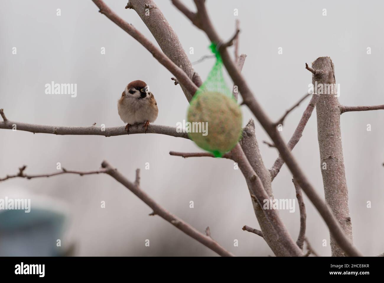 Save sparrow hi-res stock photography and images - Alamy