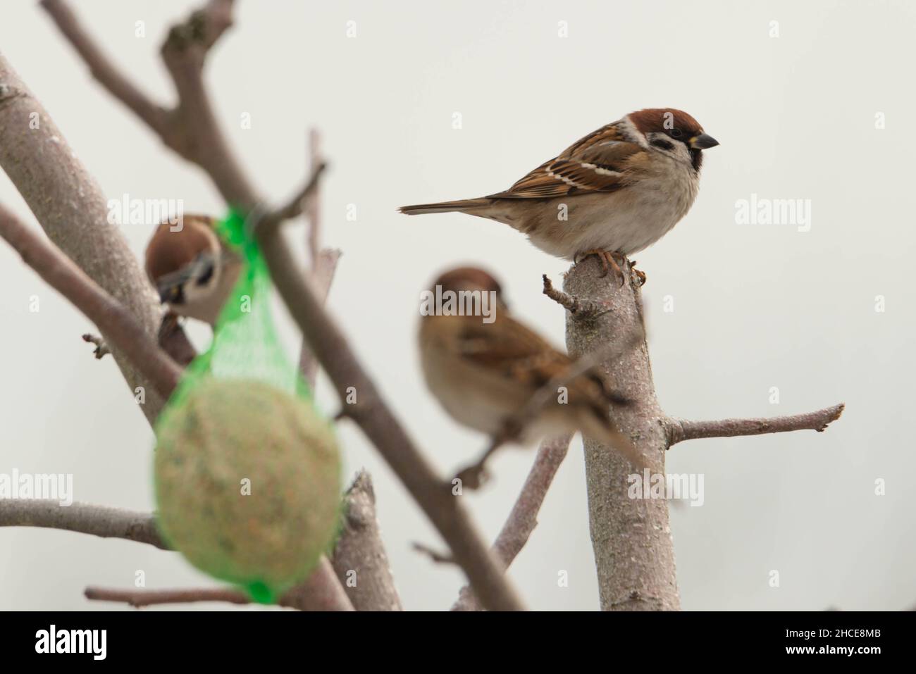 Save sparrow hi-res stock photography and images - Alamy
