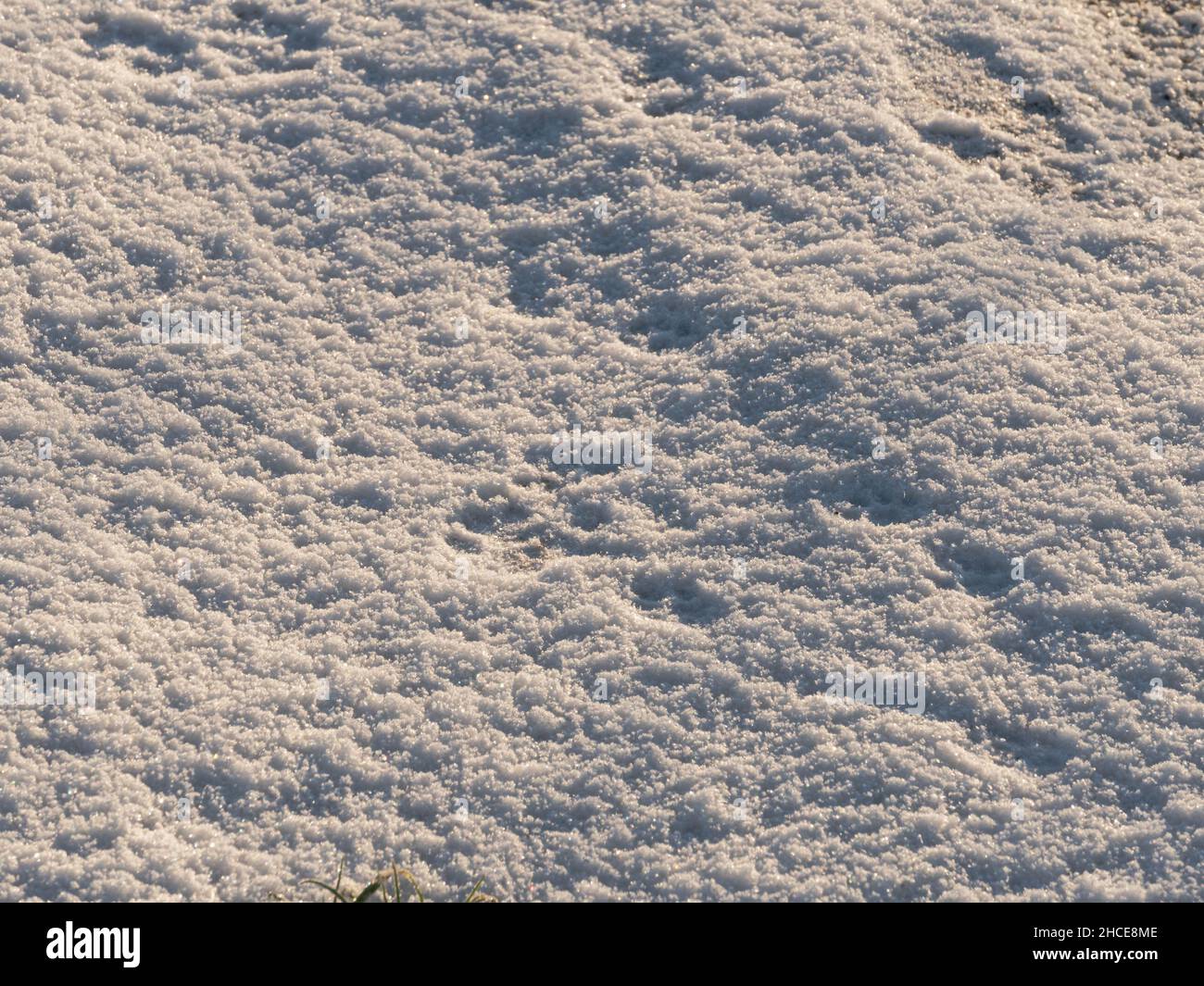 Winter morning meadow. The ground is covered with a layer of snow, its ...