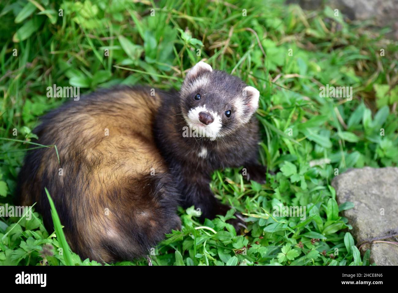 Iltisse.Mustela putorius.European polecat Stock Photo - Alamy