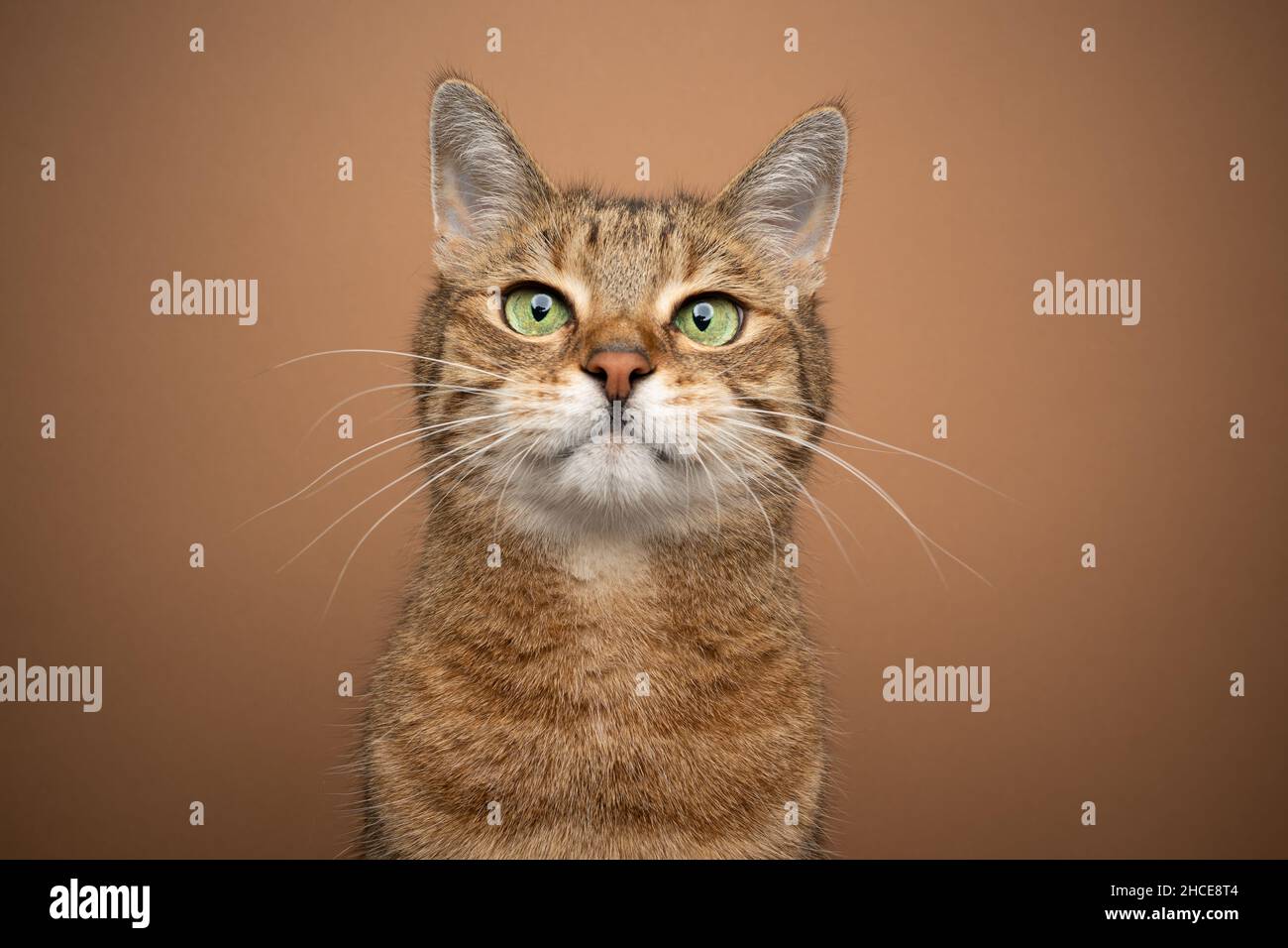 cute cat portrait light brown tabby kitty with green eyes looking ...