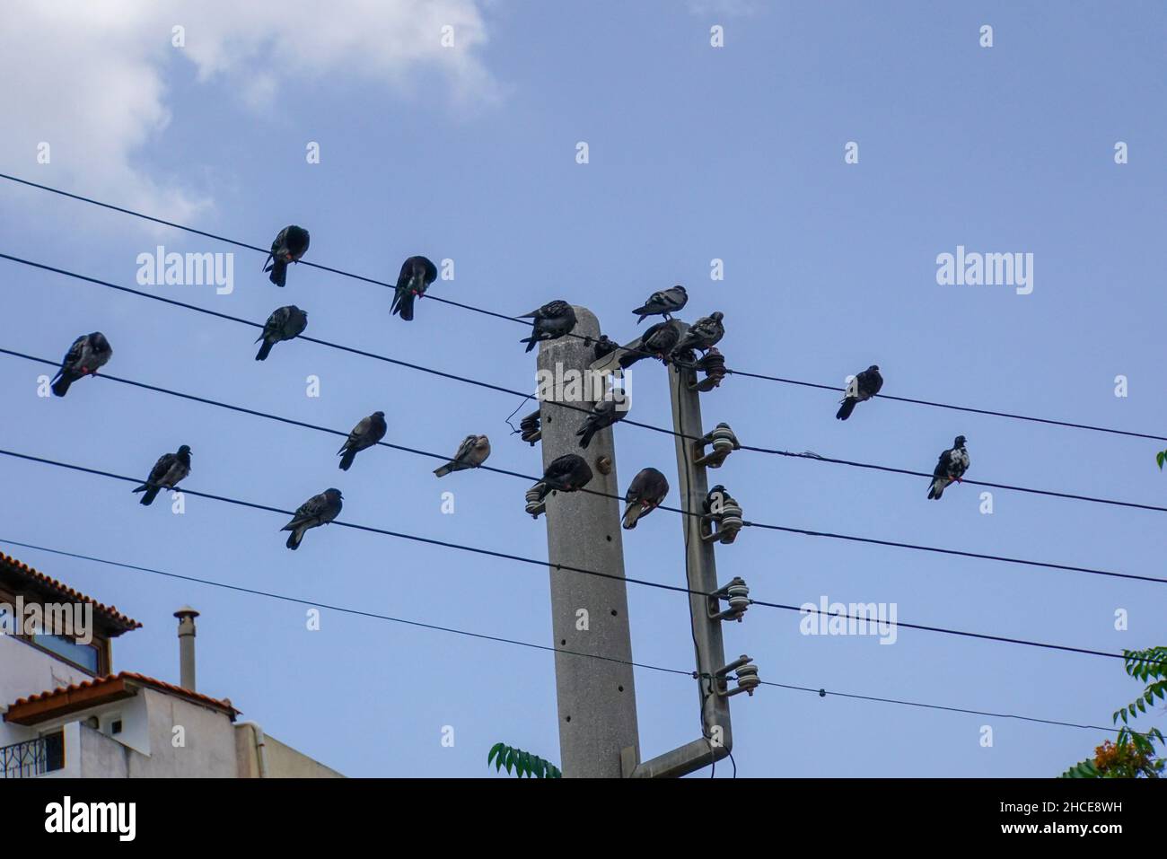 Birds on electric wire Stock Photo - Alamy
