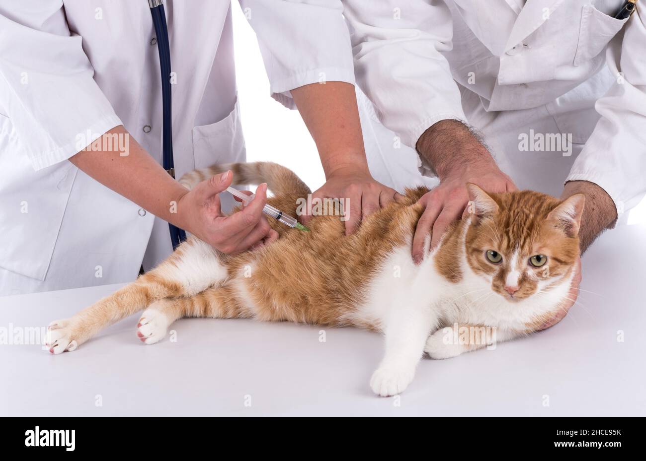Veterinarian giving an injection to a cat Stock Photo - Alamy