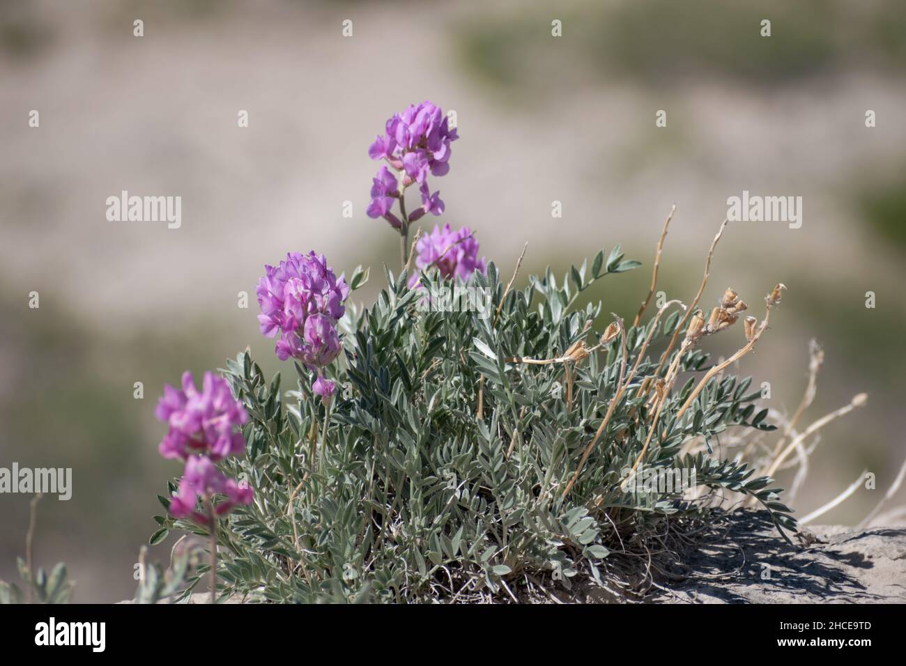 Beautiful spring wildflowers hi-res stock photography and images - Alamy
