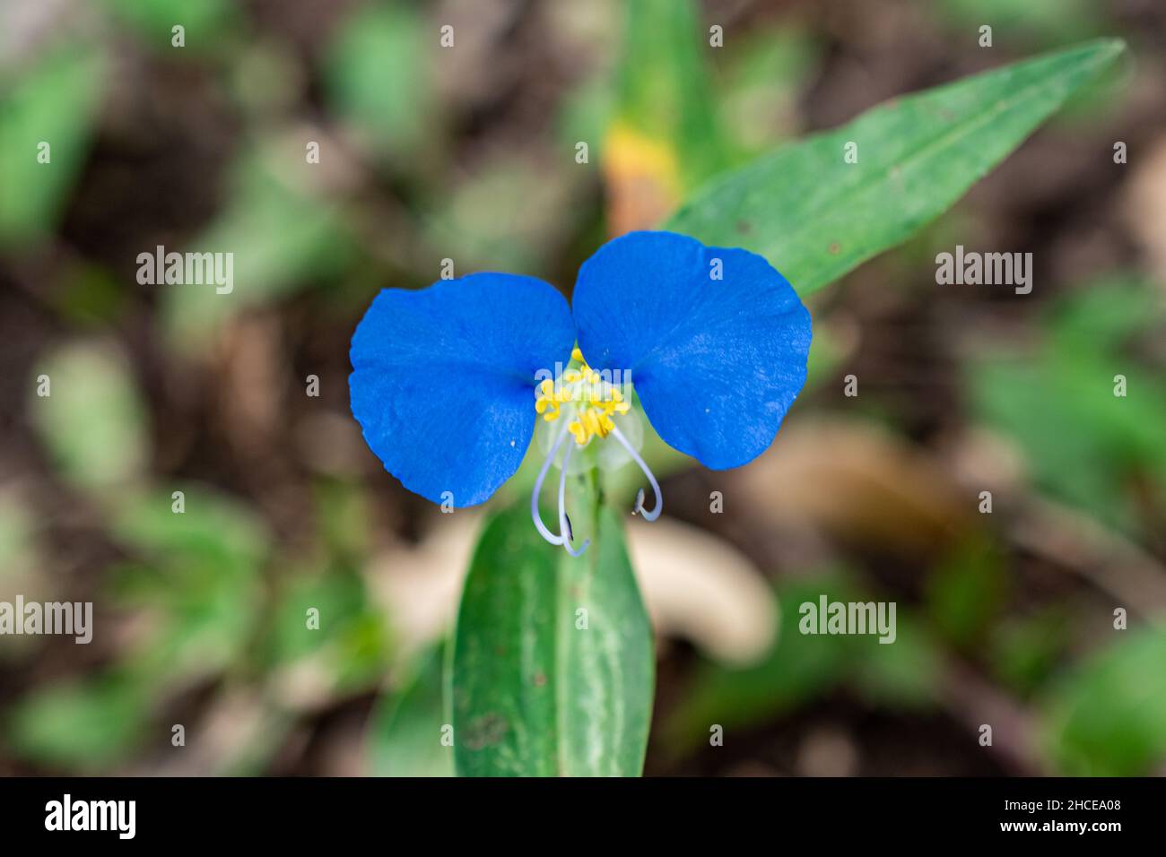 Dayflower hi-res stock photography and images - Alamy