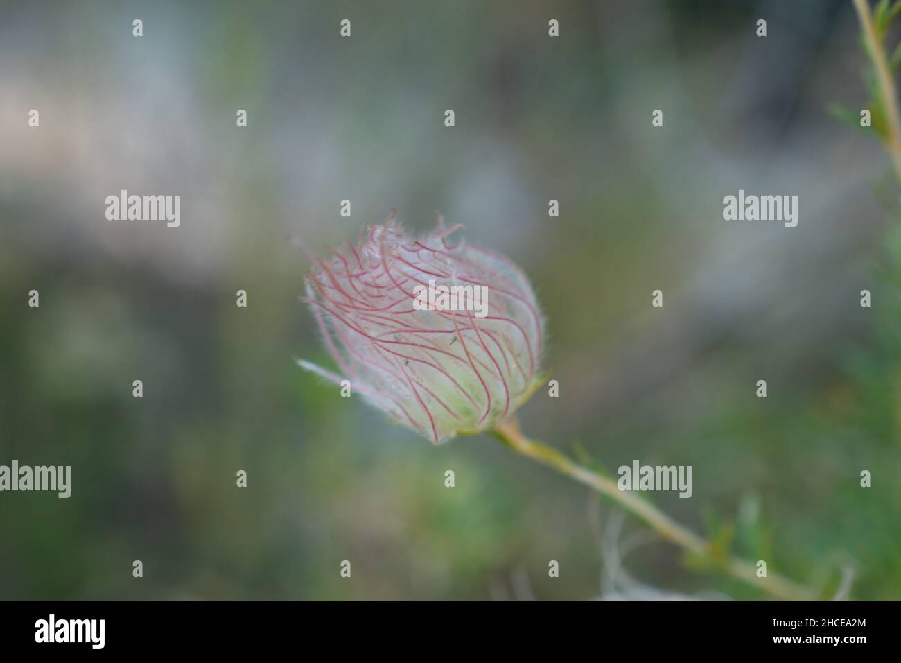 Apache plumes hi-res stock photography and images - Alamy