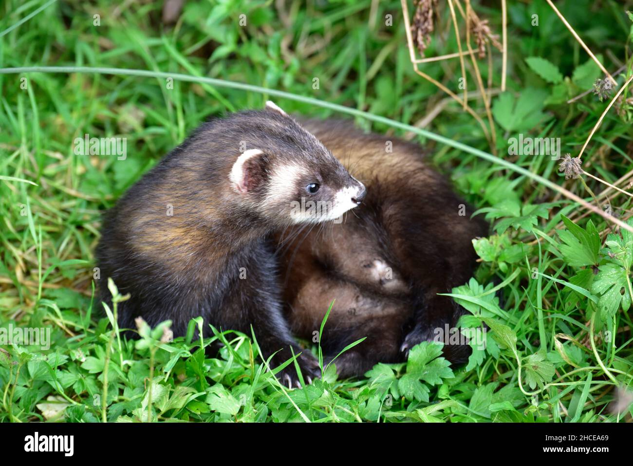 Iltisse.Mustela putorius.European polecat Stock Photo - Alamy