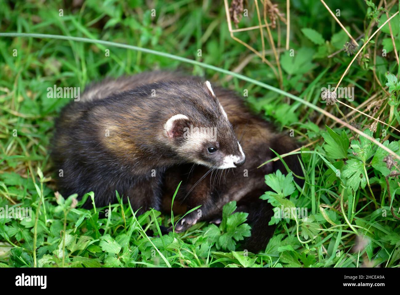 Europäischer iltis mustela putorius hi-res stock photography and images ...