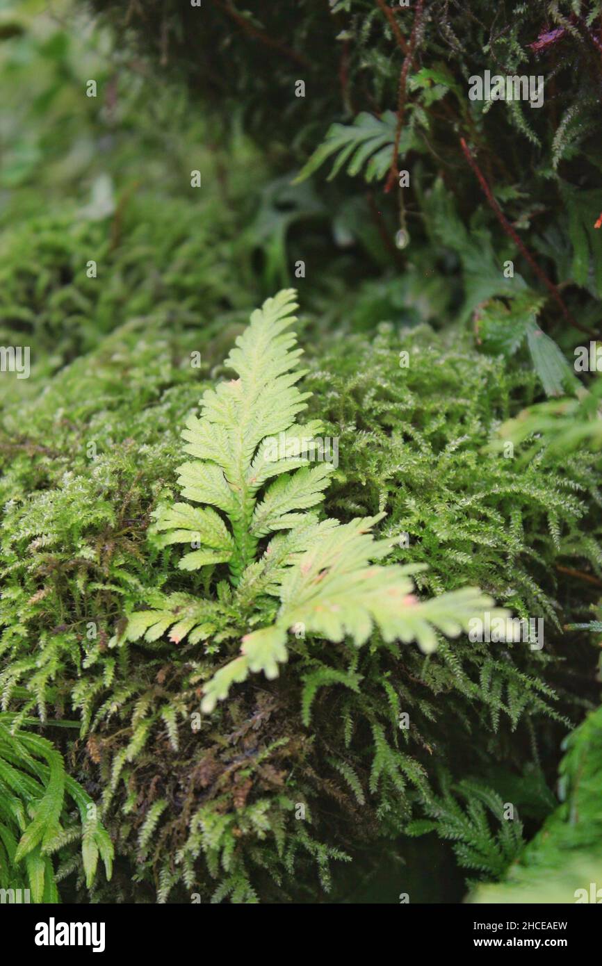 Bright green ferns growing in the summer meadow under the beautiful sun ...