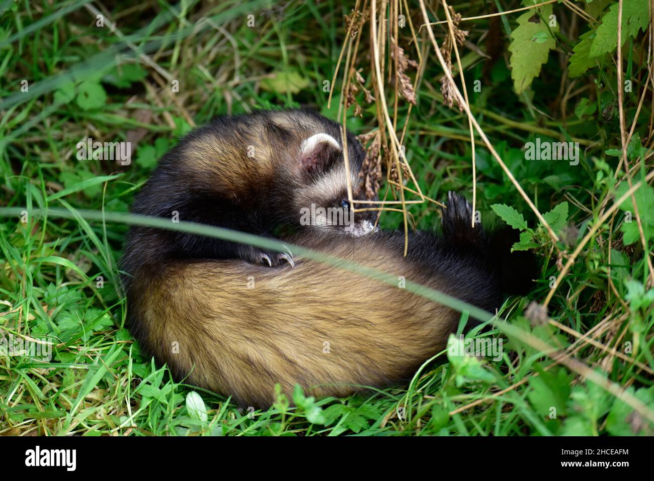 Iltisse.Mustela putorius.European polecat Stock Photo - Alamy