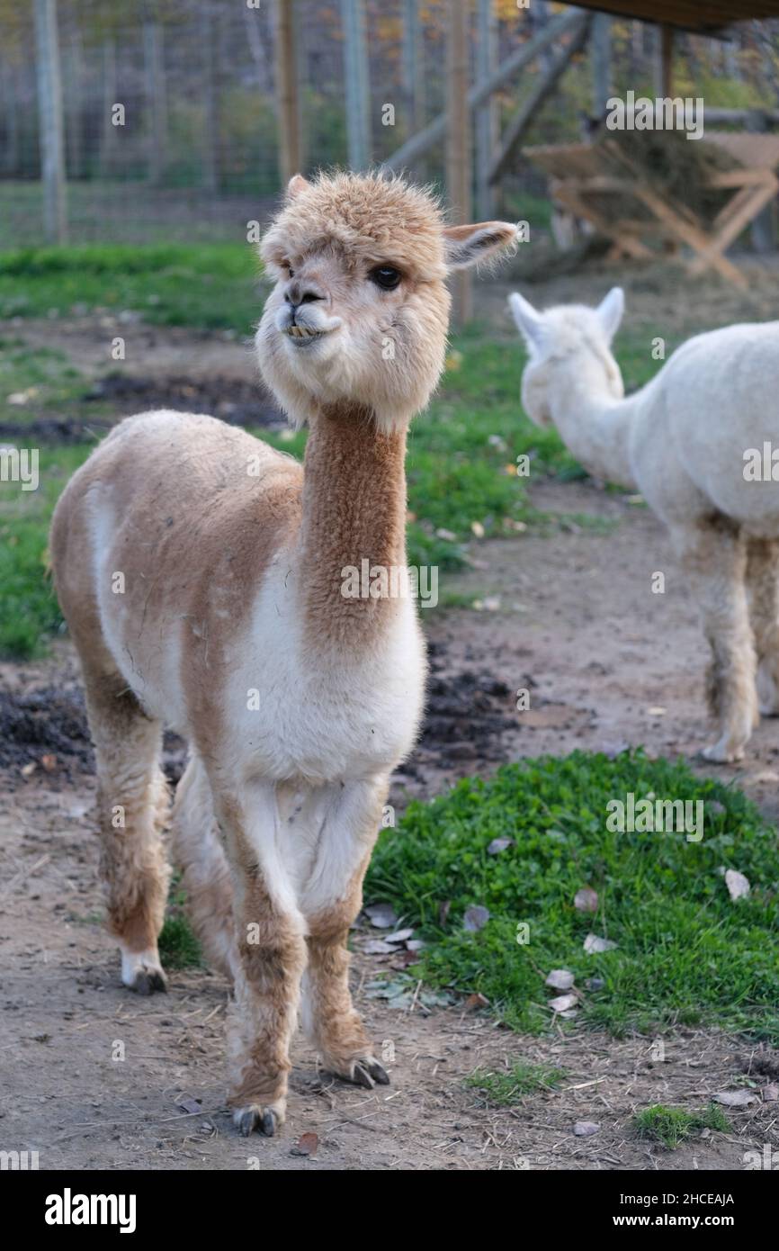 Beautiful alpaca farm hi-res stock photography and images - Alamy
