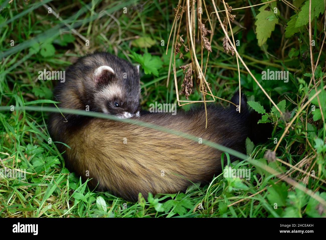 Iltisse.Mustela putorius.European polecat Stock Photo - Alamy