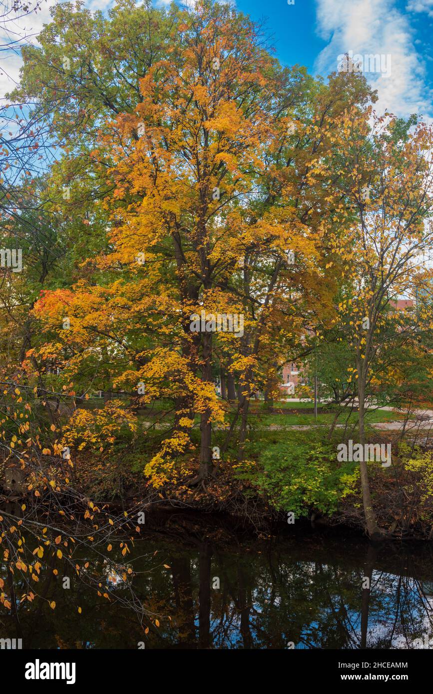 Fall colors on the Red Cedar river in East Lansing Stock Photo - Alamy