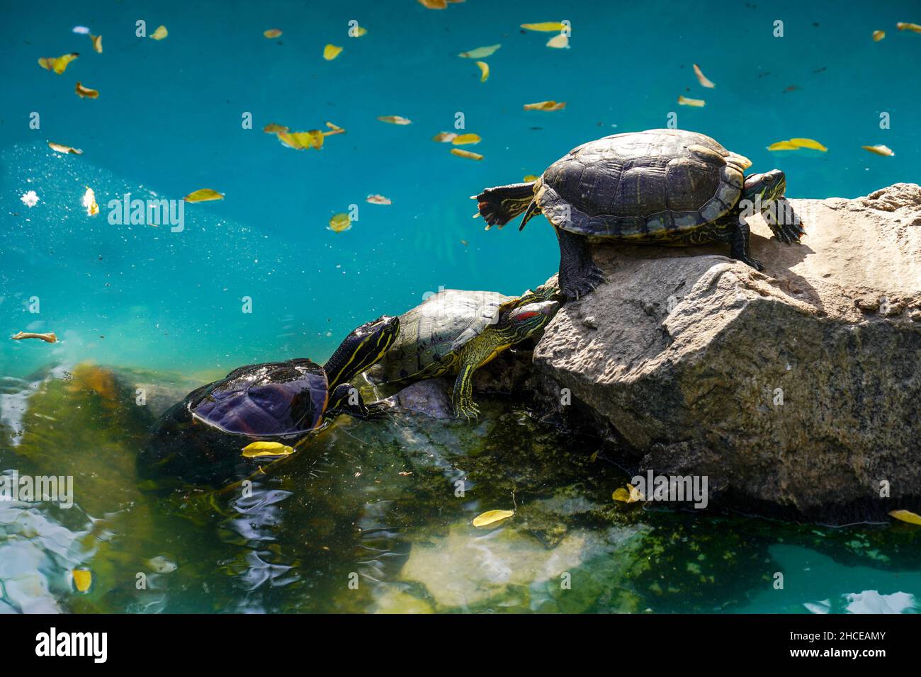 European pond turtle (Emys orbicularis), also known as the European ...