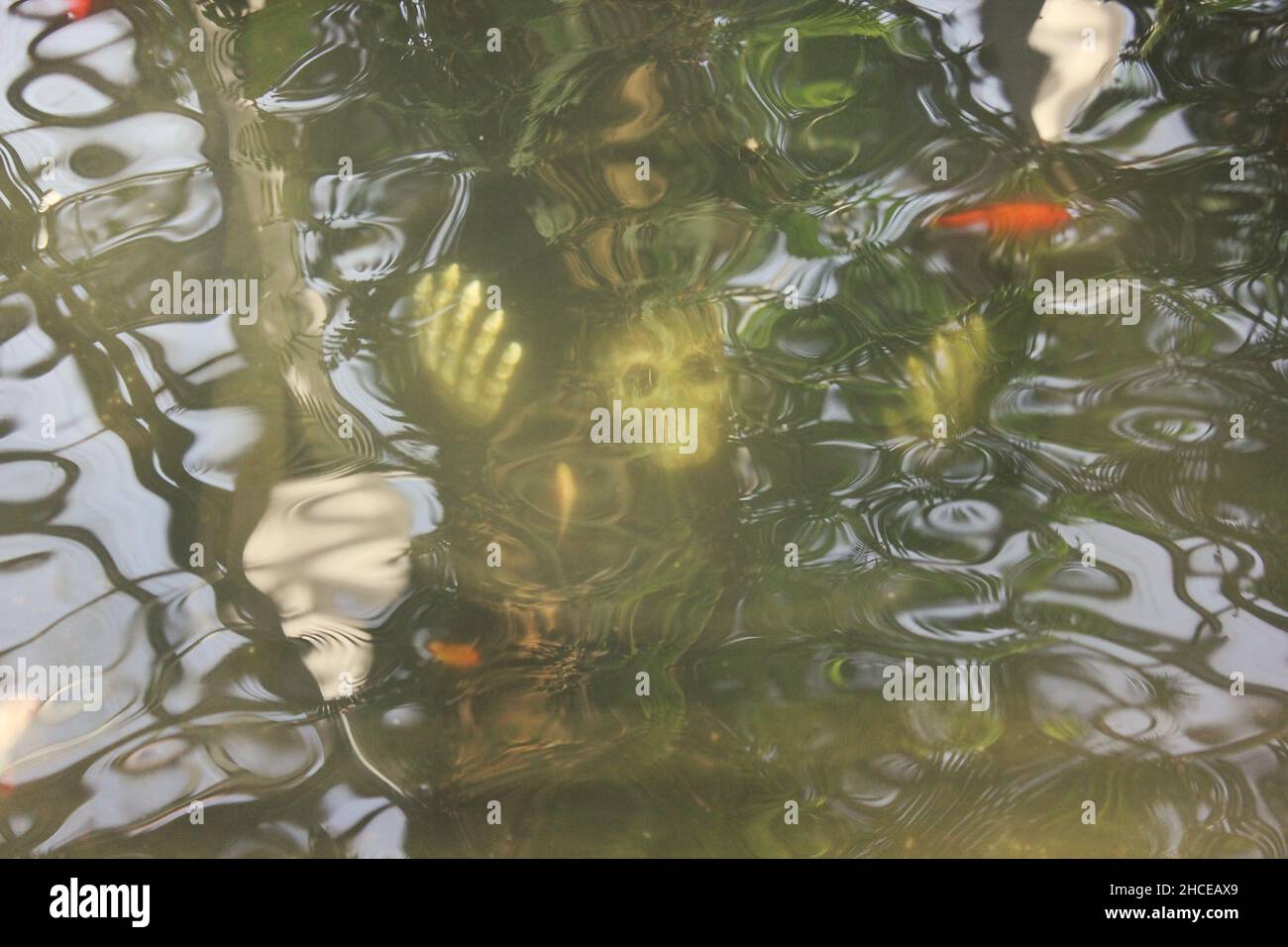 Scary skeleton skull and hands reaching up thru the water Stock Photo ...