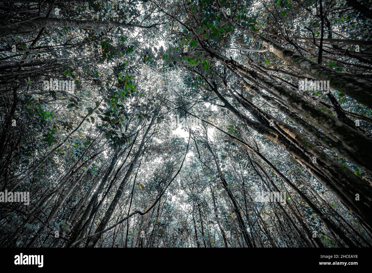 Beautiful view of tall old trees in the evergreen forest Stock Photo ...