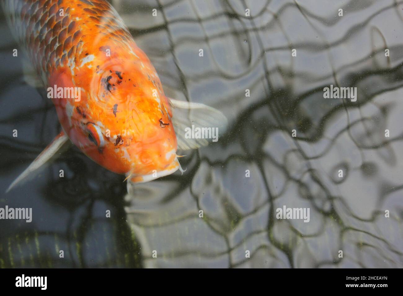 Beautiful colorful koi carp fish swimming underwater in the beautiful ...