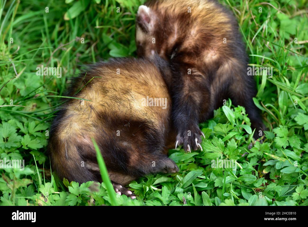 Iltisse.Mustela putorius.European polecat Stock Photo - Alamy